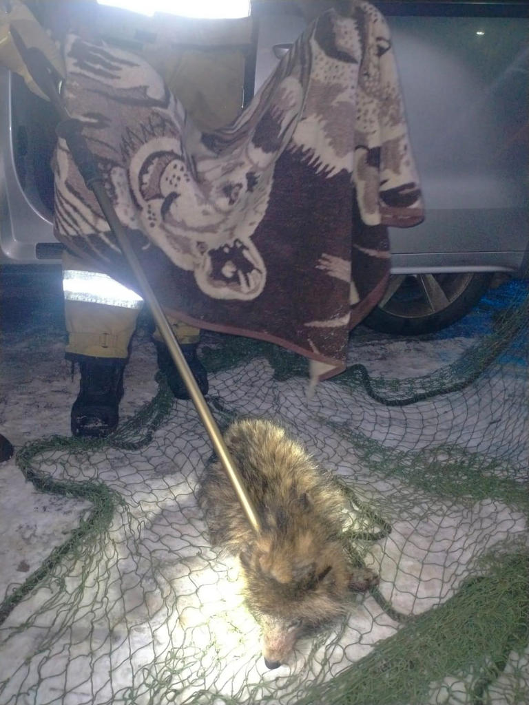Zamiast psa przyniosła na policję... jenota. Zoologiczna pomyłka na ...