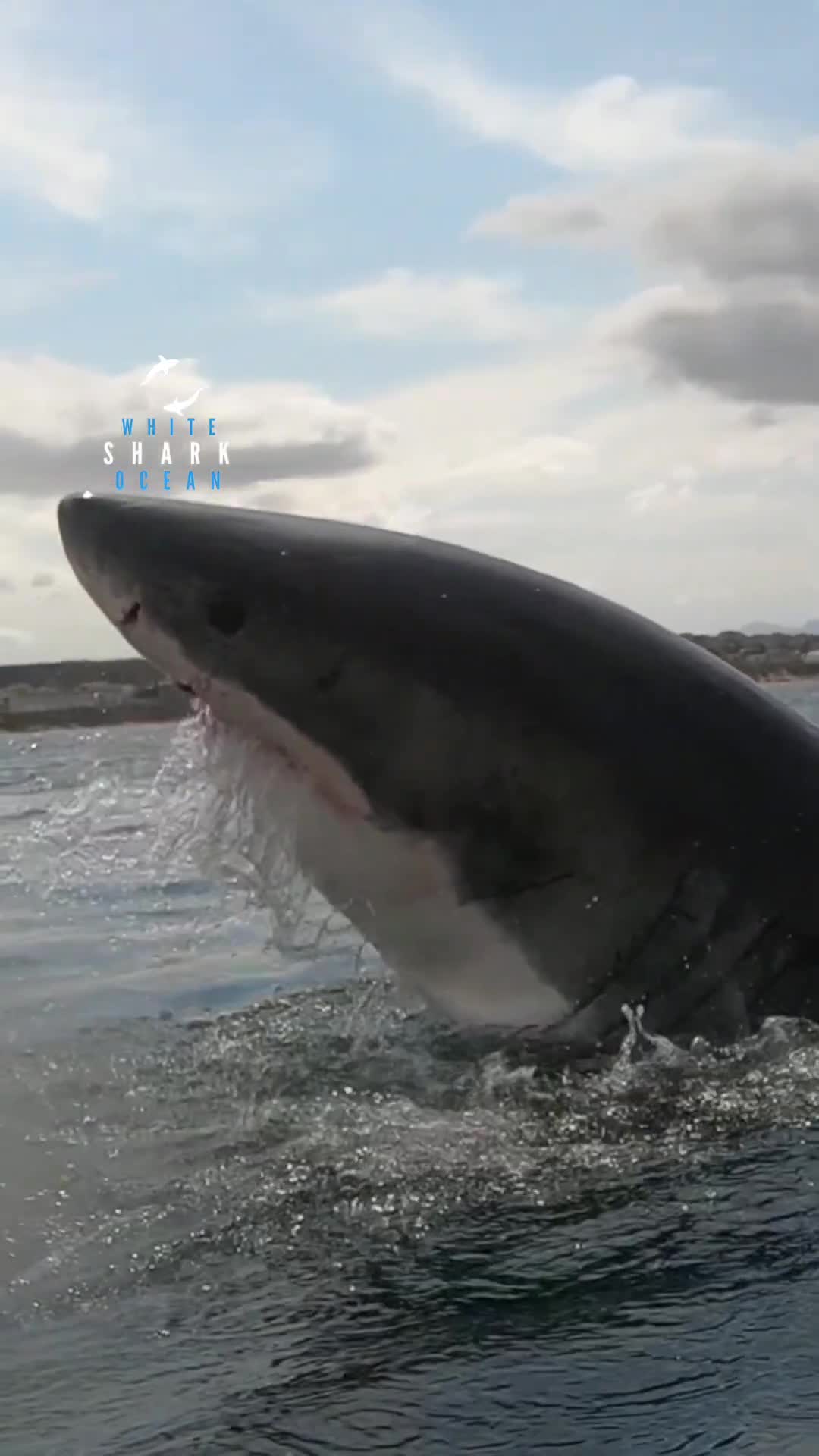 Great white shark propels out of the water