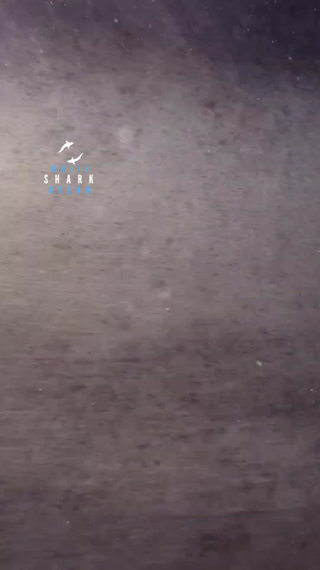 Big Great White Has Scars On Its Face