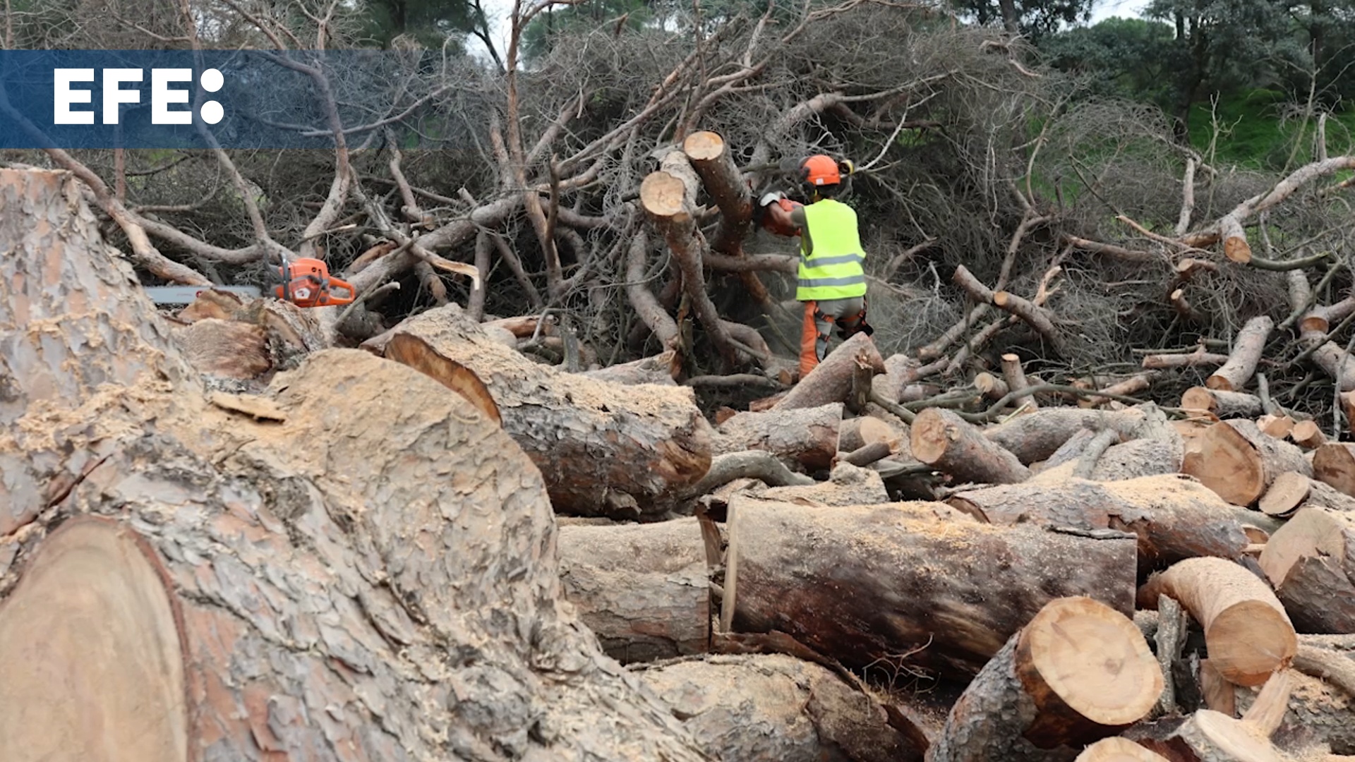 El pino bajo el que yace 'Platero', talado tras no recuperarse de los ...