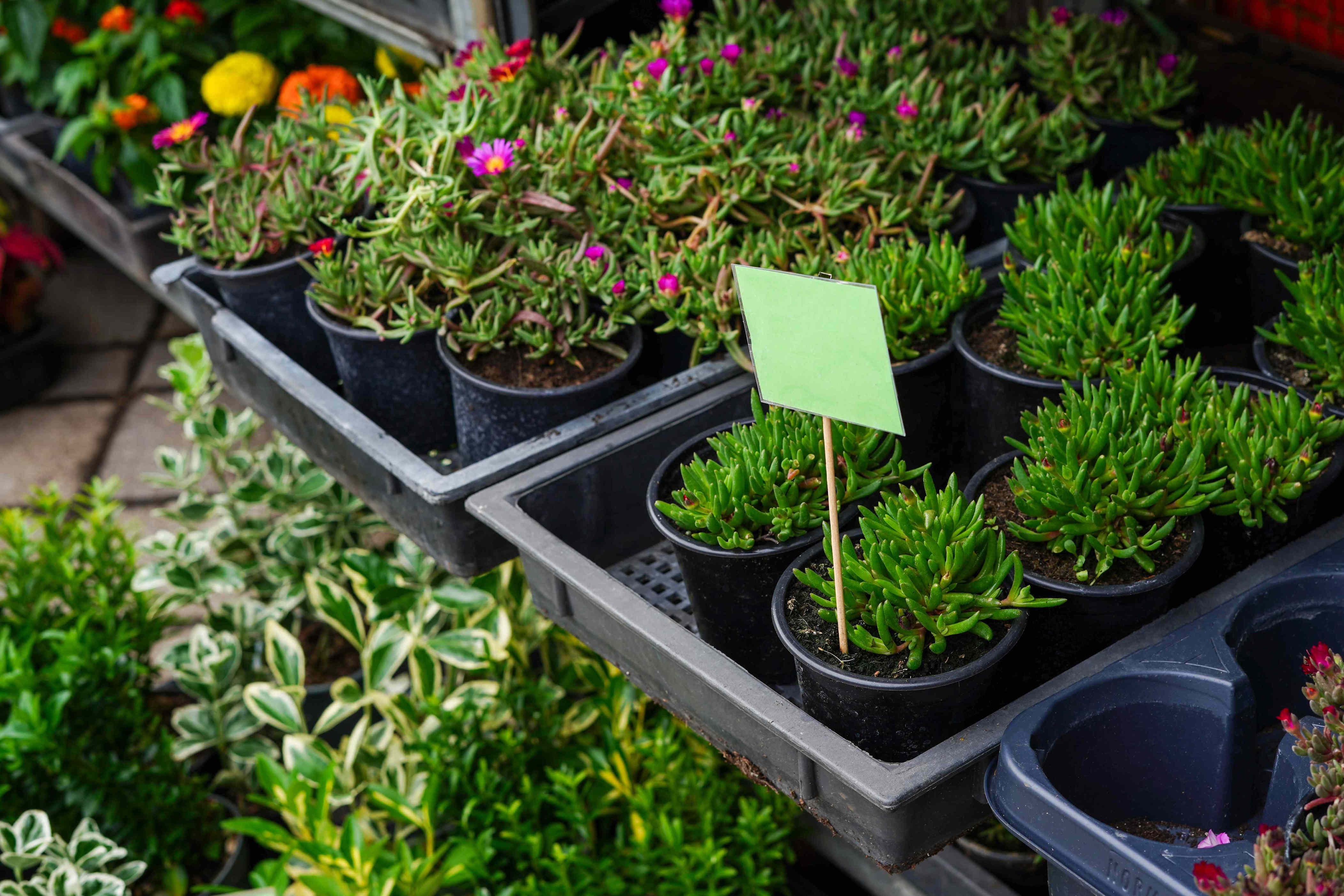 How to shop the nursery clearance section like a gardening pro