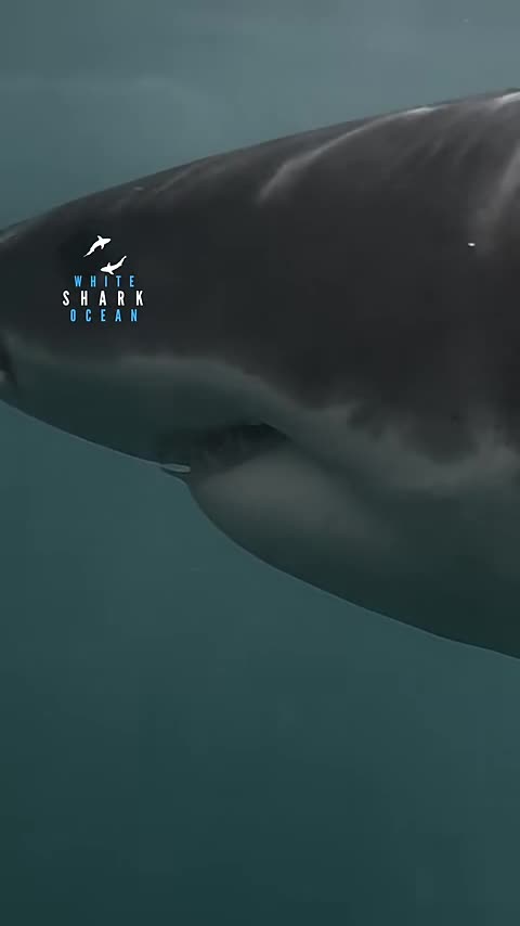 Great White Shark in the Murky Water