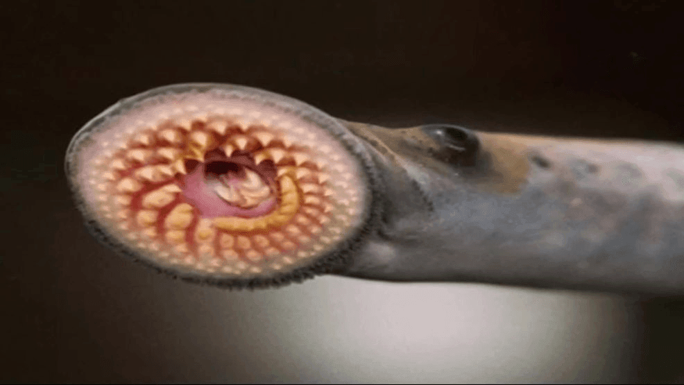 Trump signs bill to aid Great Lakes fishery research by tackling sea ...