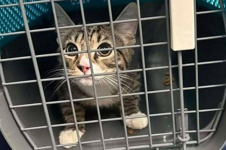 'Scared' kitten found in carrier on ScotRail train as Glasgow rescue ...