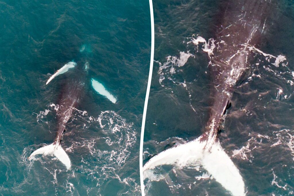 ‘One-in-a-million’ drone photos show gender reveal – of a whale