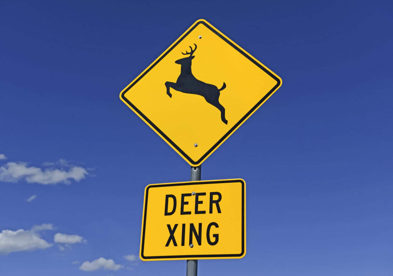 What to do if you hit a deer with your vehicle