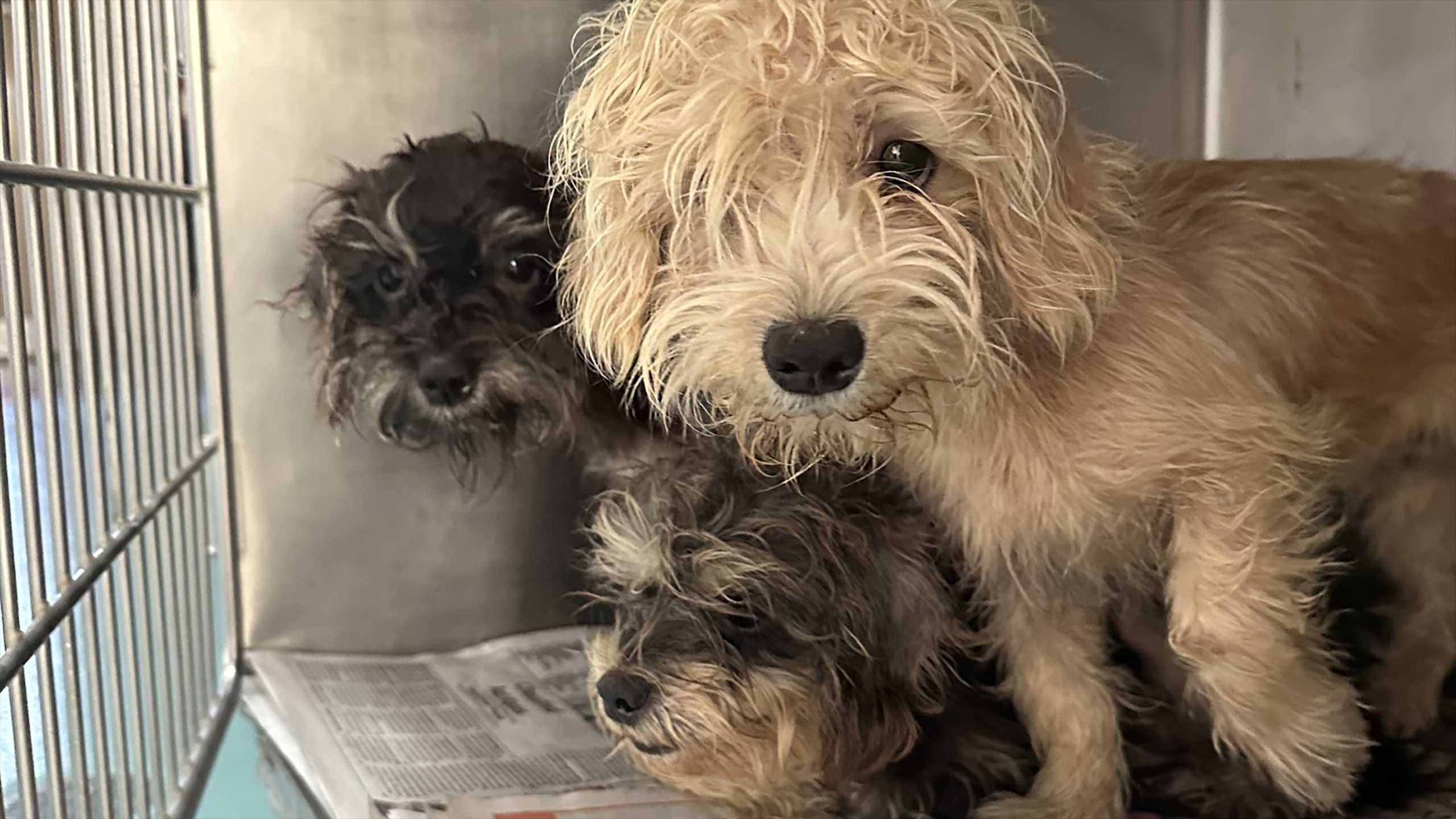 MARL rescues 17 matted Yorkies after remains found: "These dogs have ...