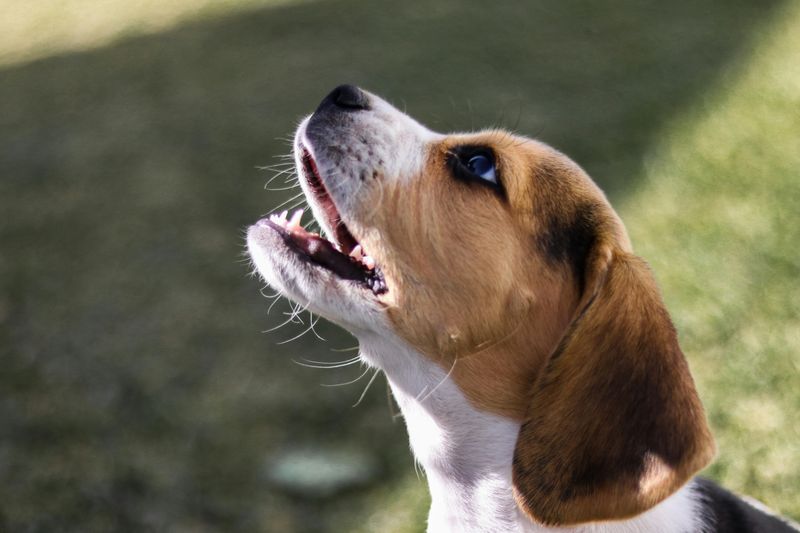 14 dog breeds that bark way too much, according to the American Kennel Club