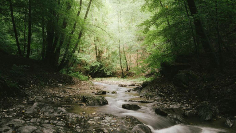 Large forests hide deer well, these 12 scouting strategies explain how ...