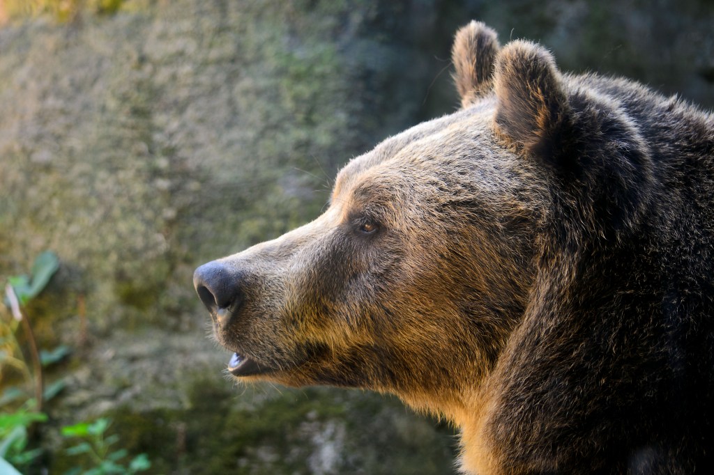 Humans have forced bears to become friendlier to survive