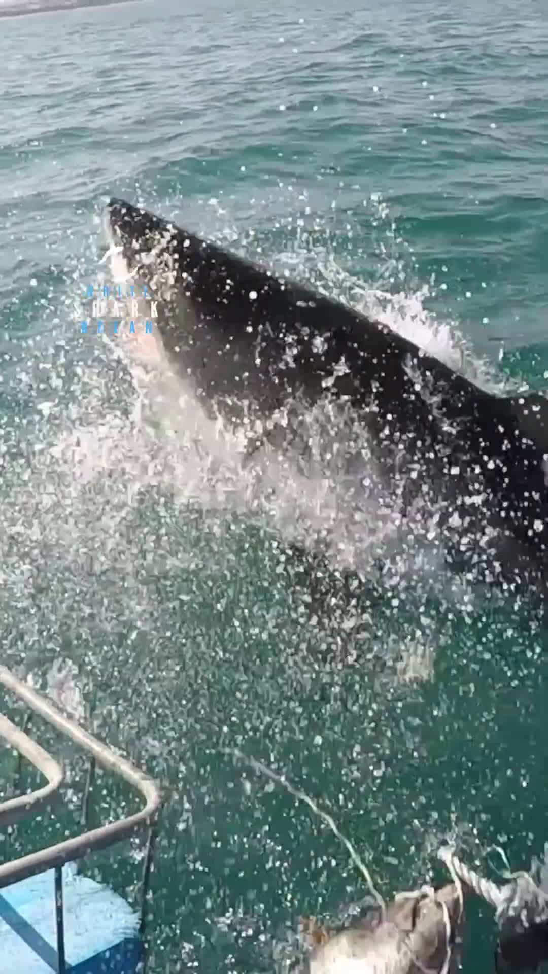 3 5m Great White Lunges High Out Of The Water