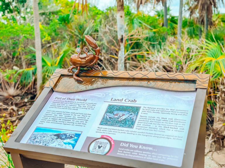Exploring the Discovery Nature Trail at Disney’s Lookout Cay