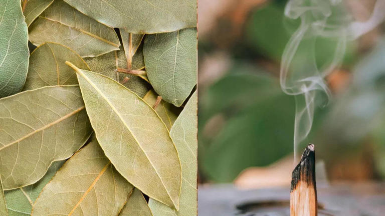 Can bay leaf change your fate?