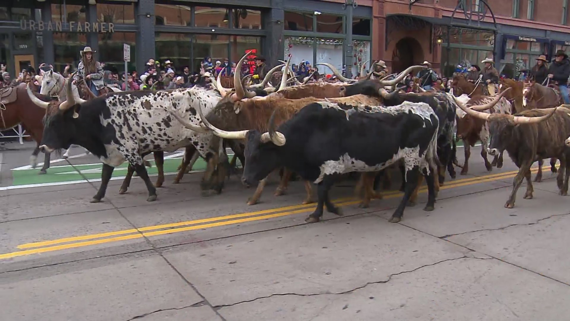 National Western Stock Show parade kicks off in downtown Denver ...