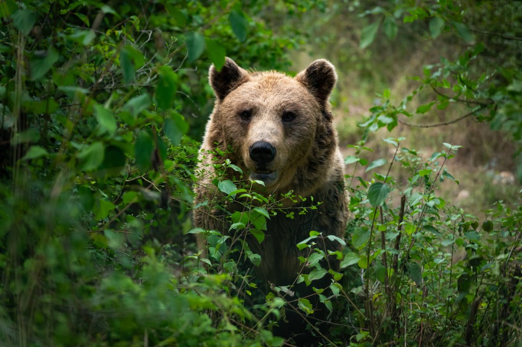 Humans have forced bears to become friendlier to survive