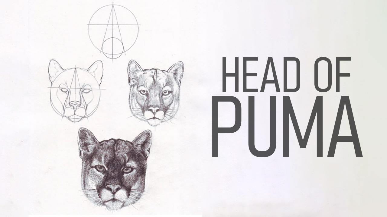 Animated puma head drawing tutorial with realistic features