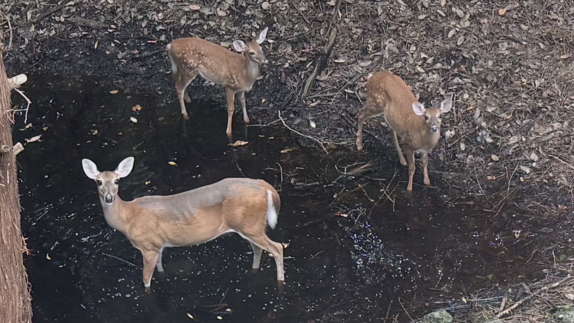 3 deer-related incidents reported in 24 hours in Grady County