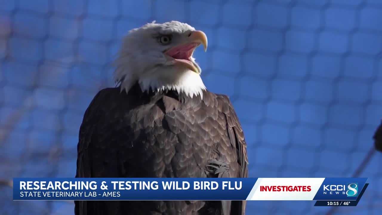 Why bald eagles may hold clues in Iowa’s bird flu fight