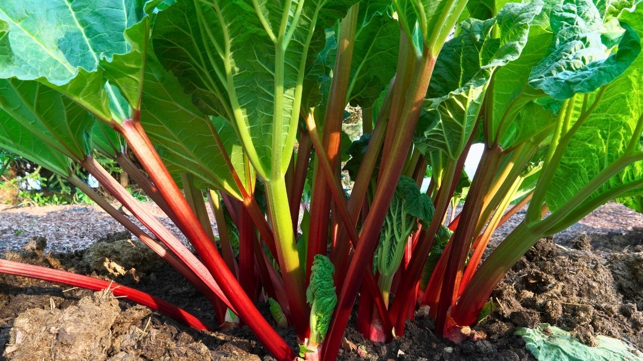 12 wild foods you shouldn't forage without a pro by your side