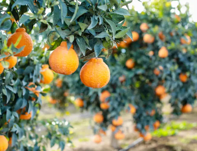 What is a Sumo Citrus or Sumo Orange?