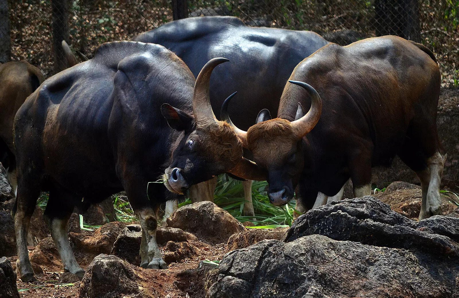 Govt to organise Green Glow festival, screen 2 movies