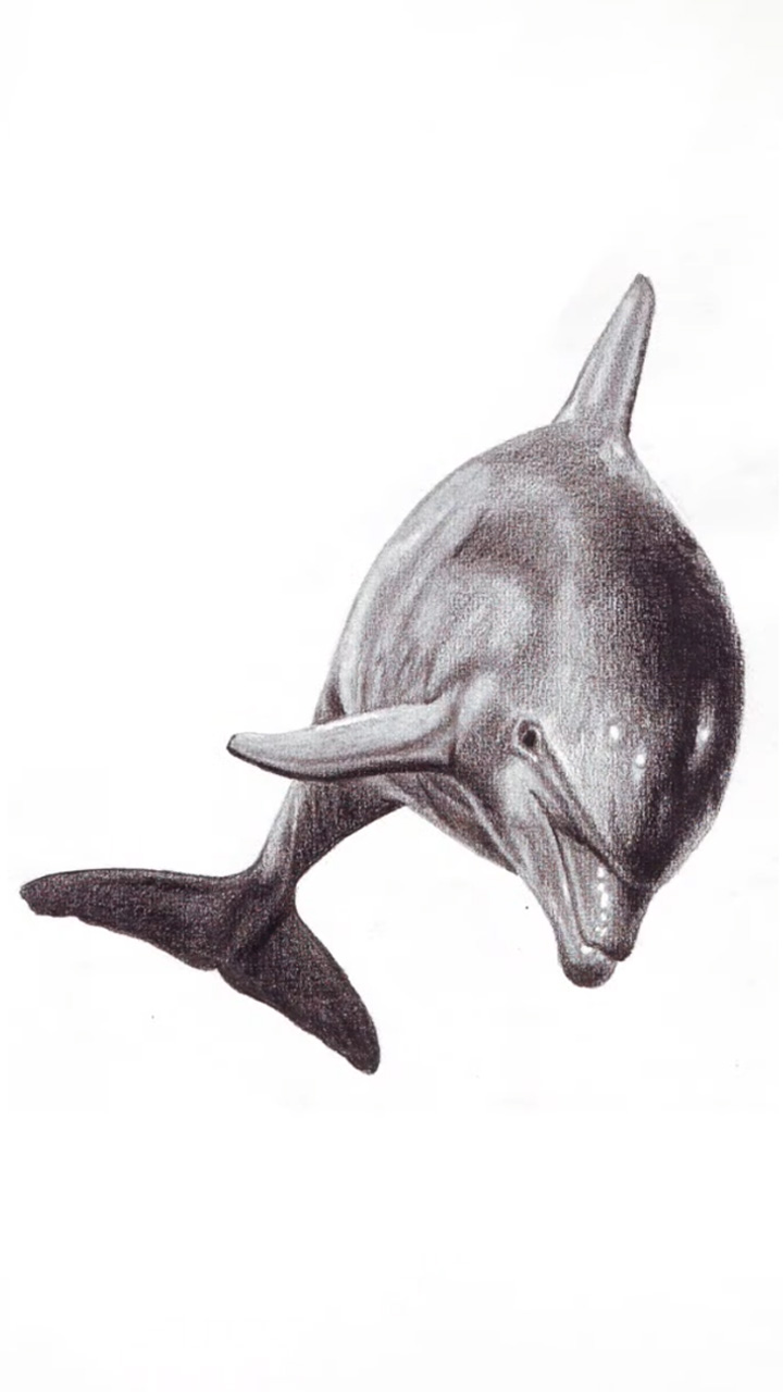 Detailed bottlenose dolphin drawing with natural movement