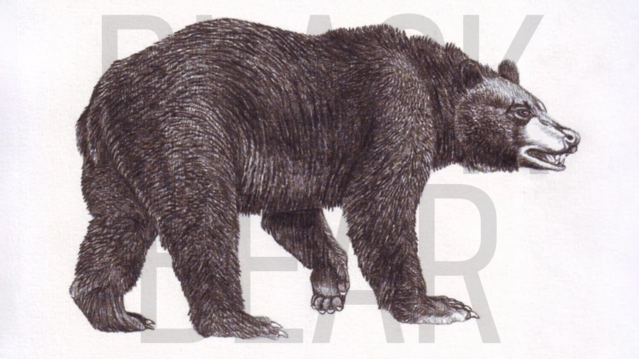 Black bear drawing with simple shapes that feels solid and powerful