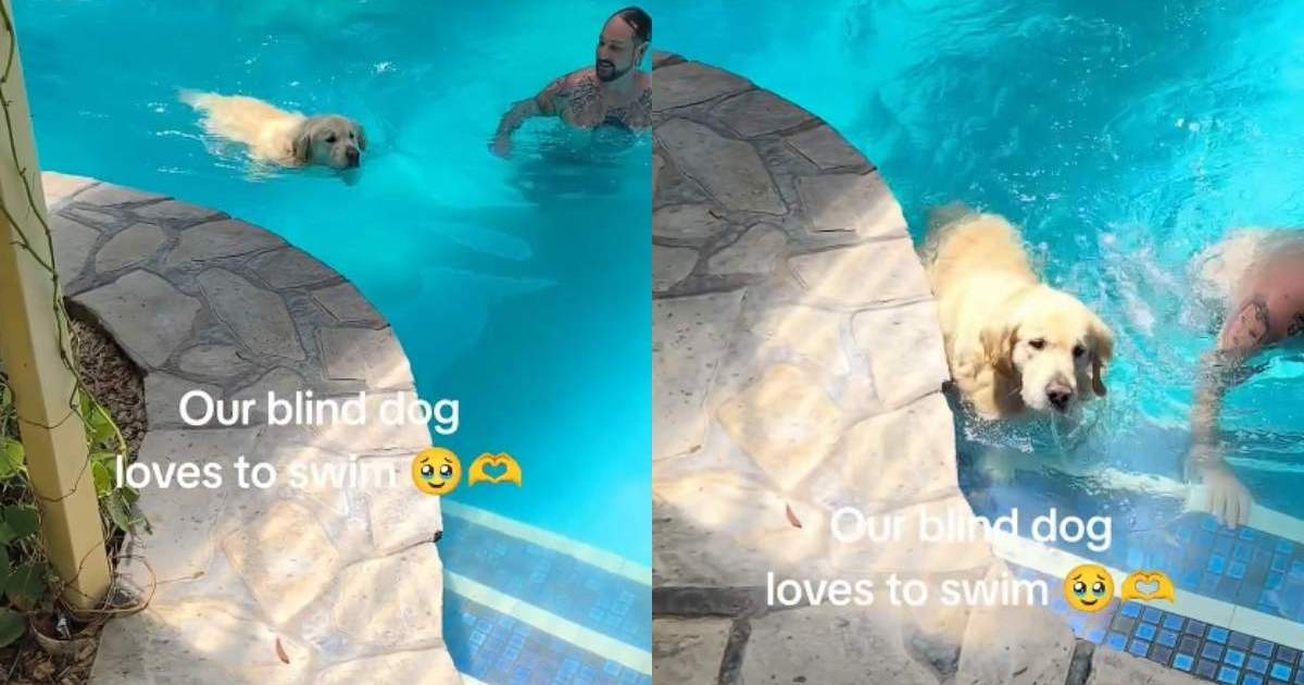 Video: Blind golden retriever swims in the pool to cool off on hot day