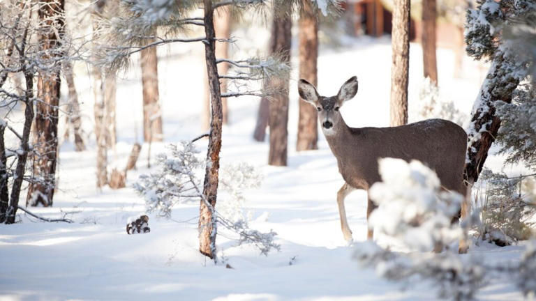 Large forests hide deer well, these 12 scouting strategies explain how ...