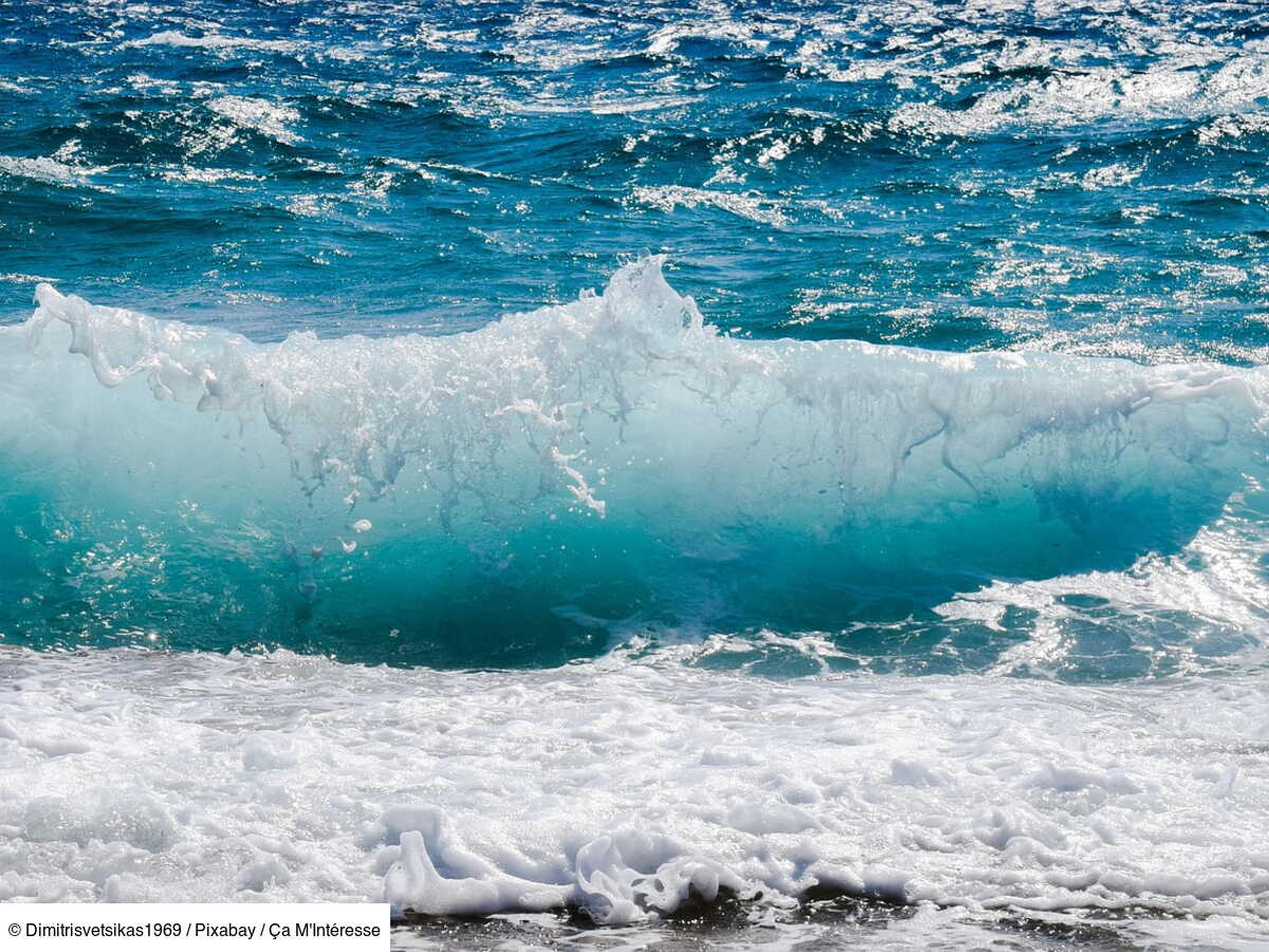 L’Élysie émeraude, cet animal incroyable qui vit grâce à l’énergie solaire