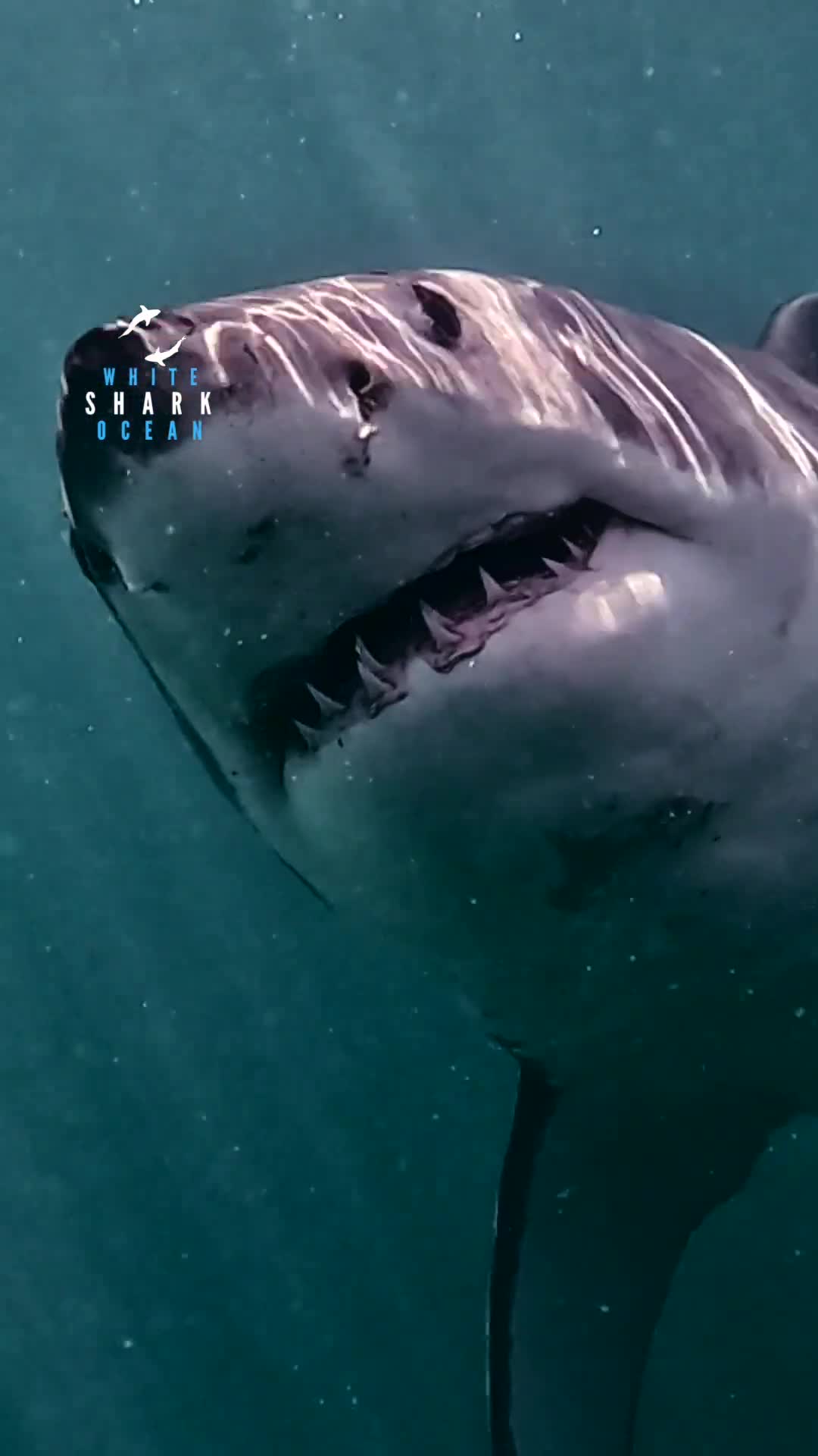 Great white in the deep blue sea