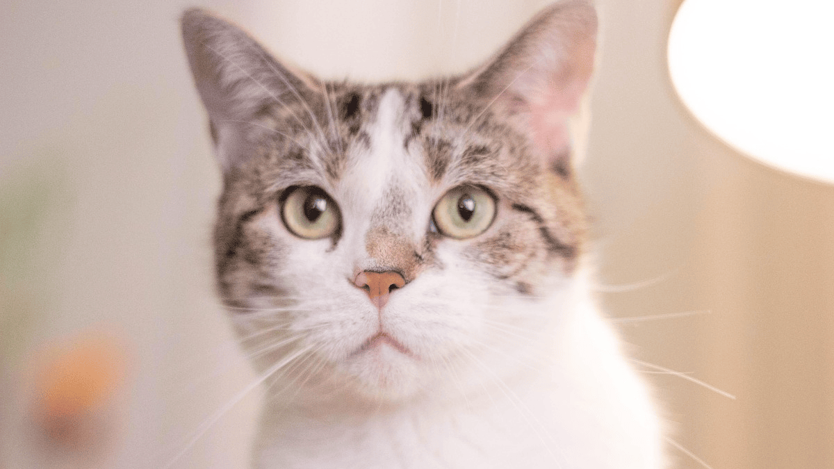 10 common mistakes that make your cat unhappy without you realizing it