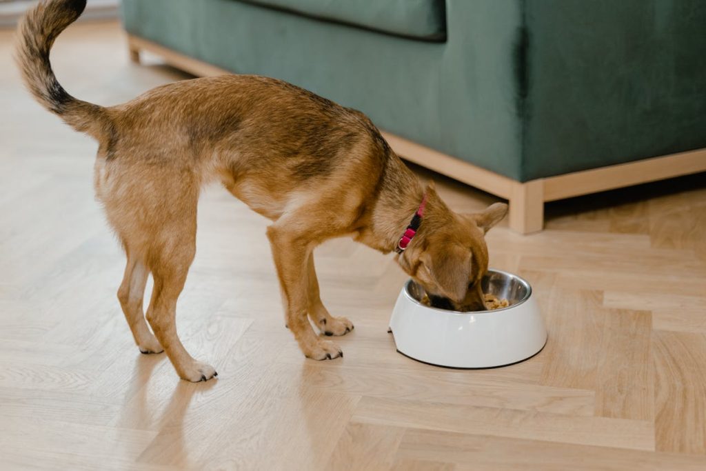 Does fancy dog food leave a larger carbon pawprint?