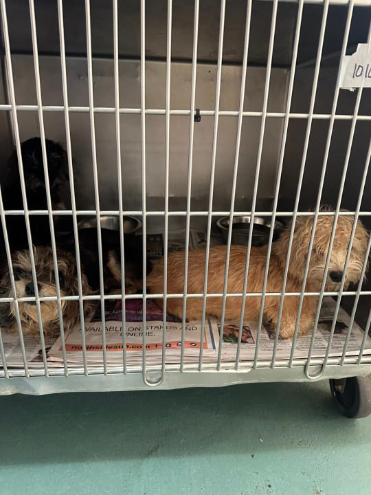 MARL cares for 17 dogs found in severe neglect