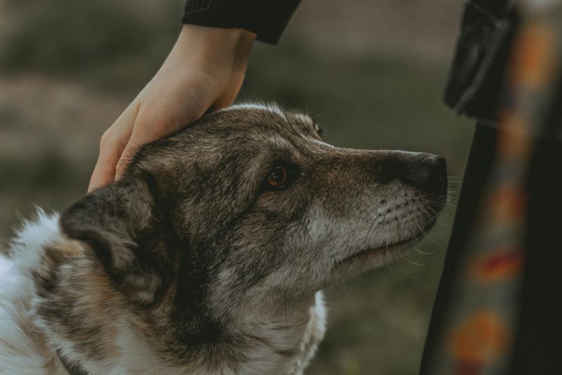 Owners looking beyond social media are finding these 8 dogs