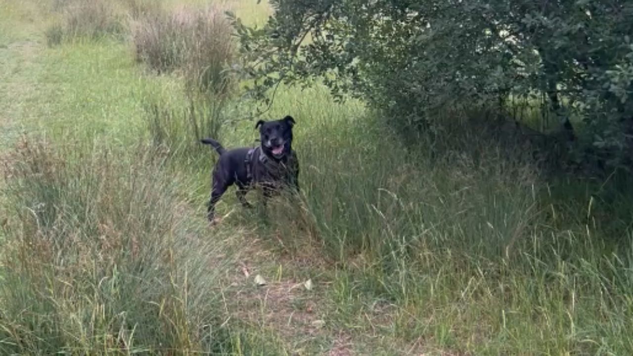 Playful dog overestimates his high-jump skills while attempting to grab ...