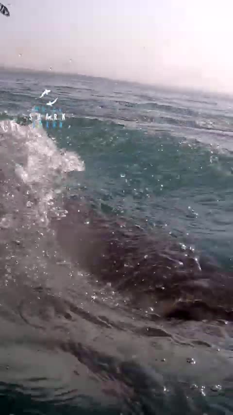 Great White Tears A Chunk Of Meat Off