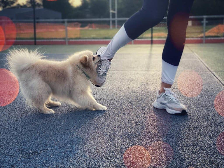 Are dog walking apps safe? Here’s what every owner should know