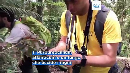 Nel 2025 descritte 190 nuove specie di piante e funghi, tra cui un ...