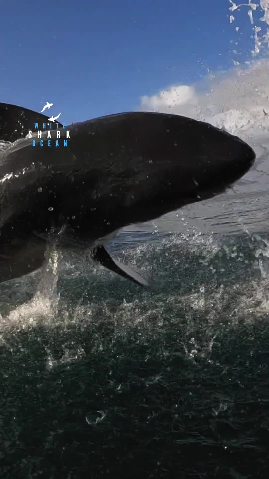 Huge breach by great white shark