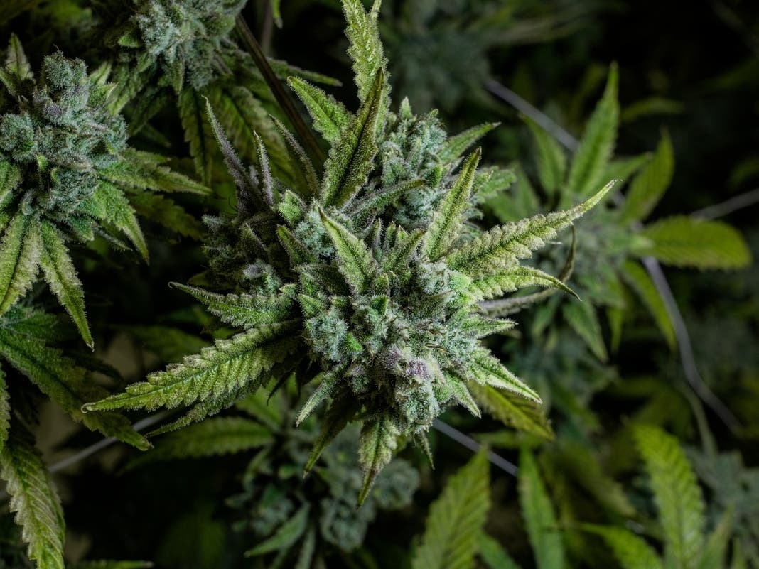 Deputies seize $1M in marijuana plants from RivCo home