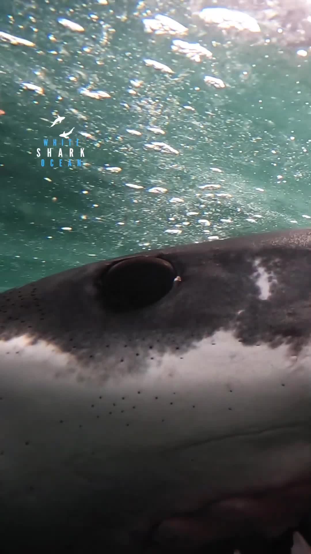Great white shark reflecting in the surface
