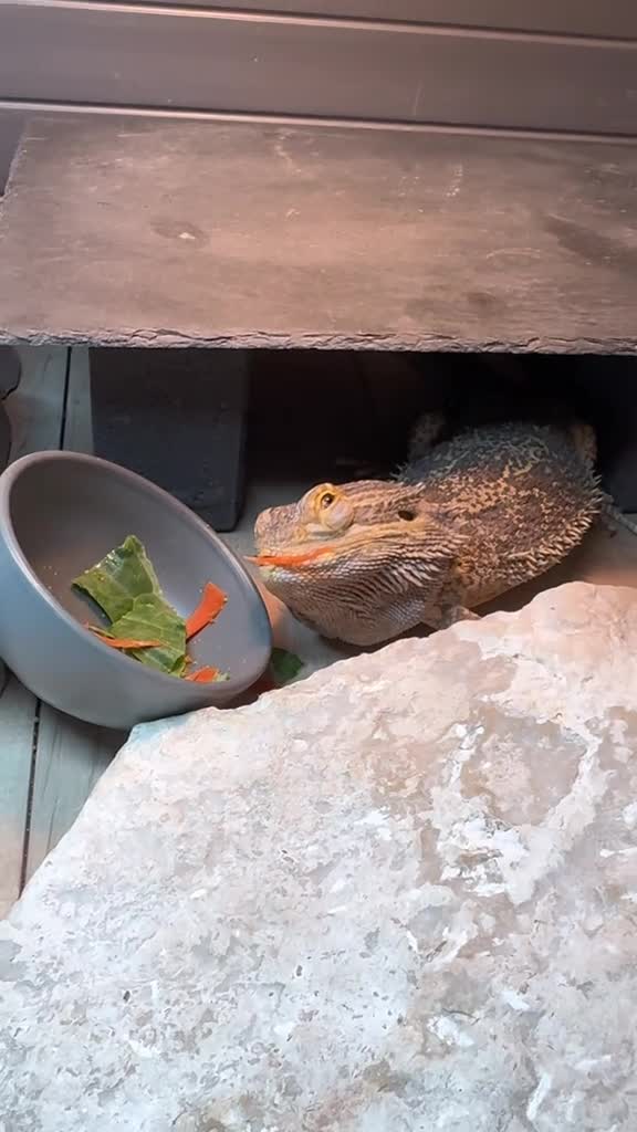 Bearded dragon meets carrots for the first time