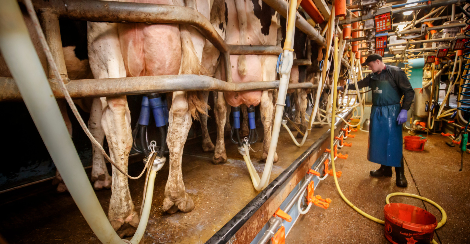 How the dairy industry impacts climate change