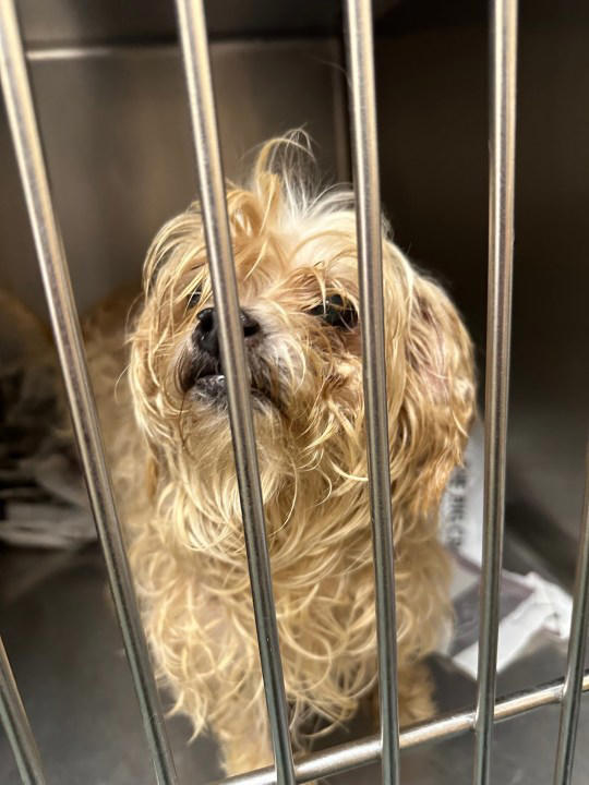 MARL cares for 17 dogs found in severe neglect