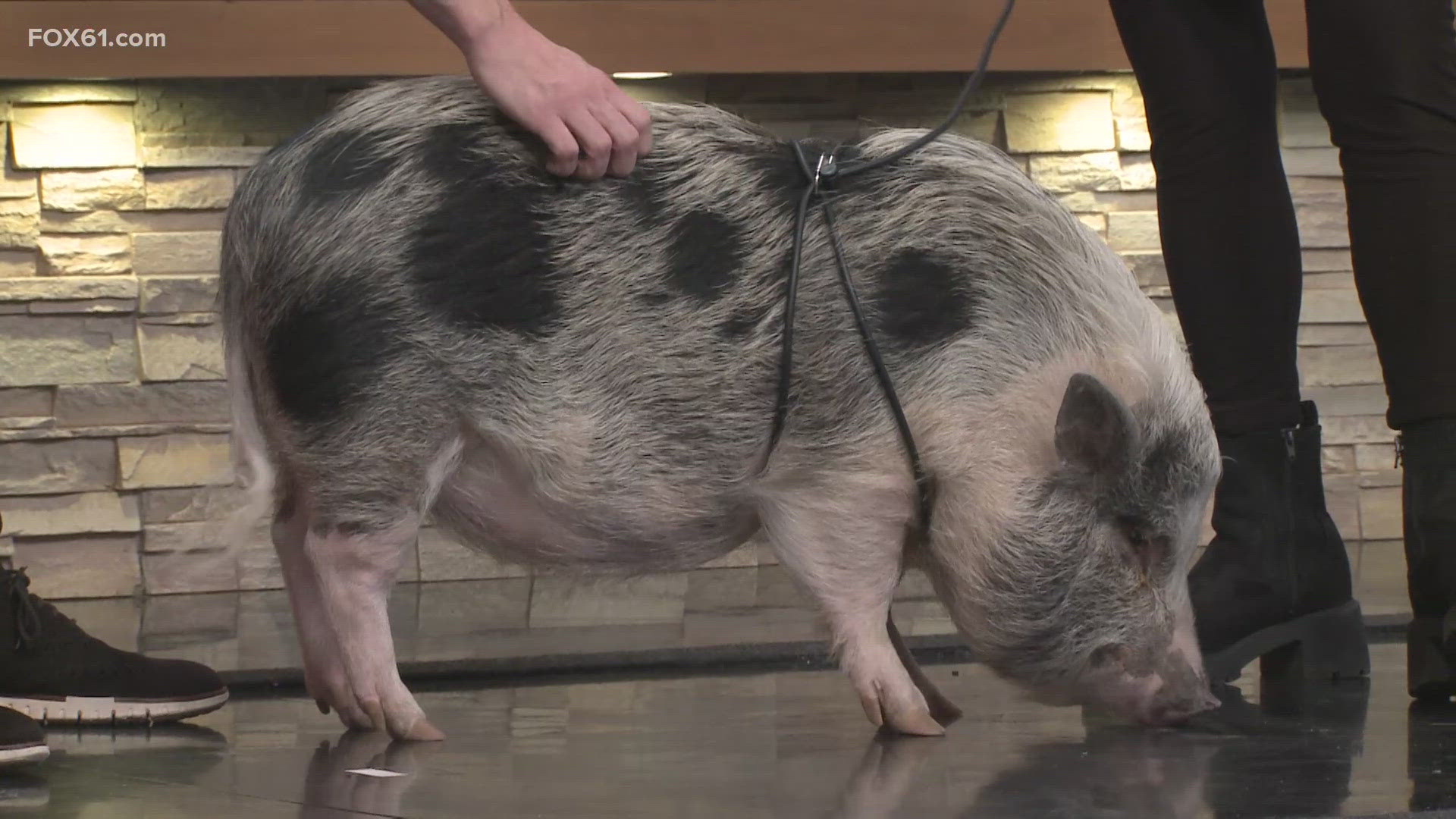 Sprinkle the pig visits FOX 61