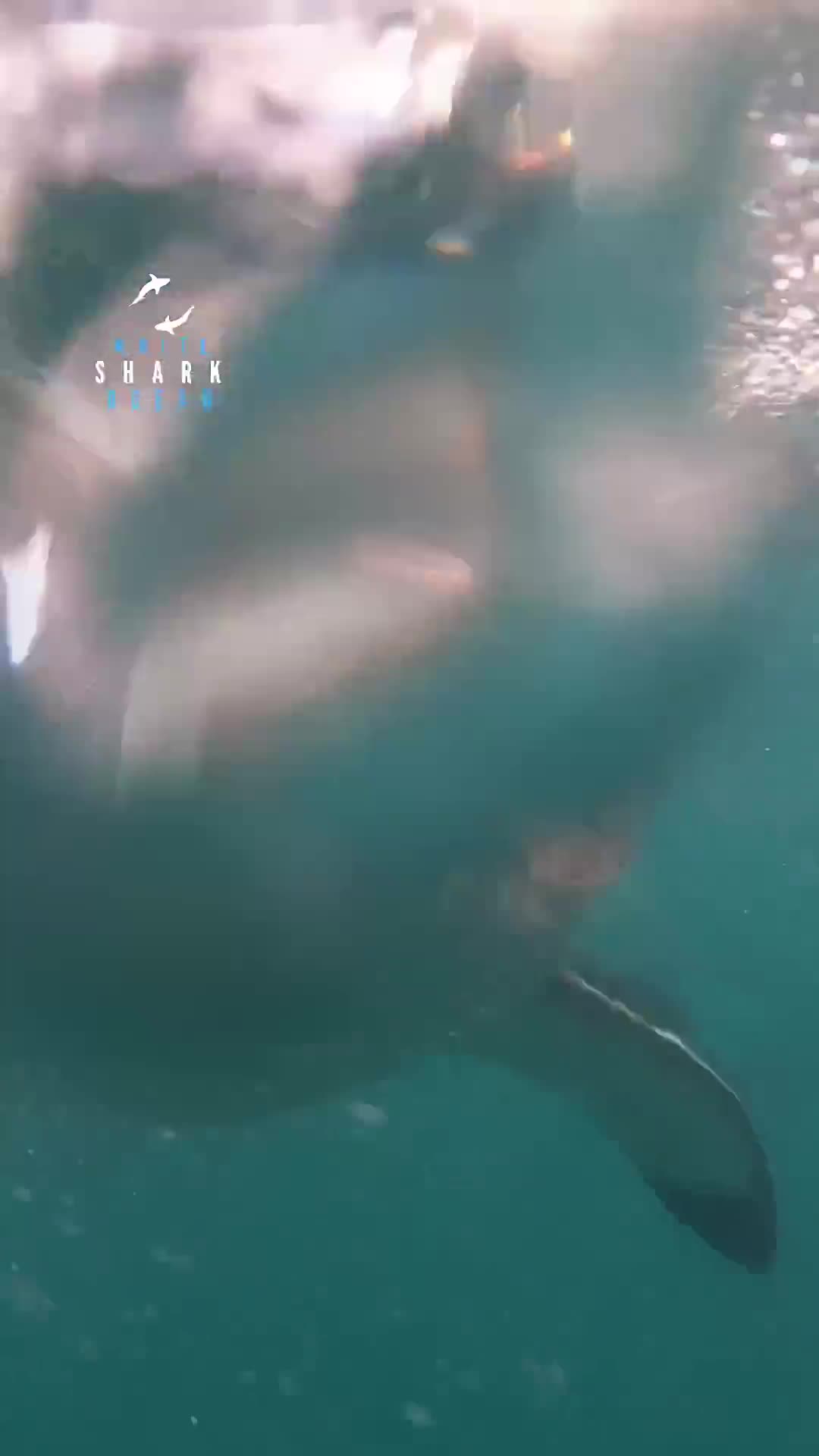 Great white shark takes multiple lunges