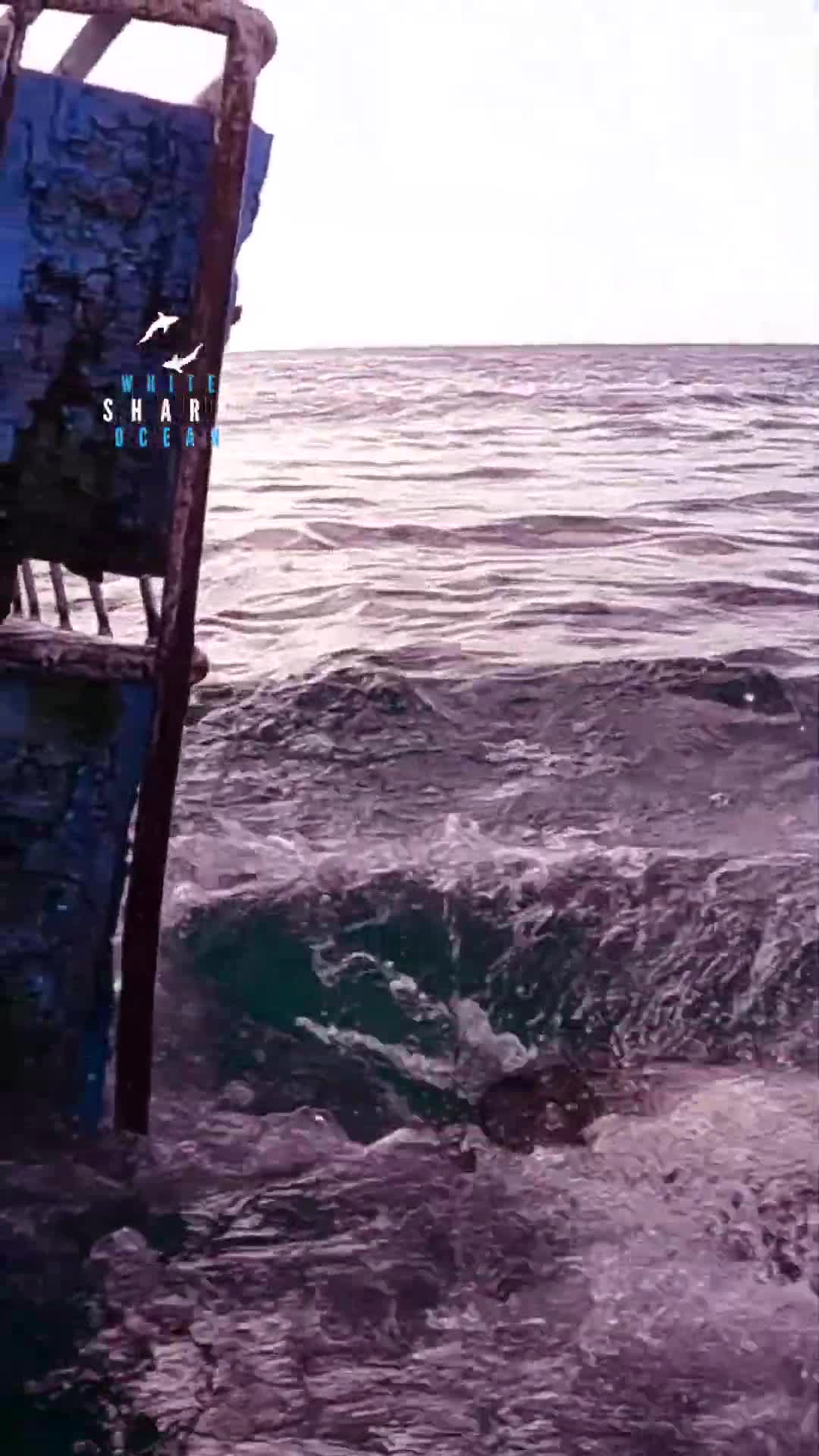 Great white shark hunts from deep below