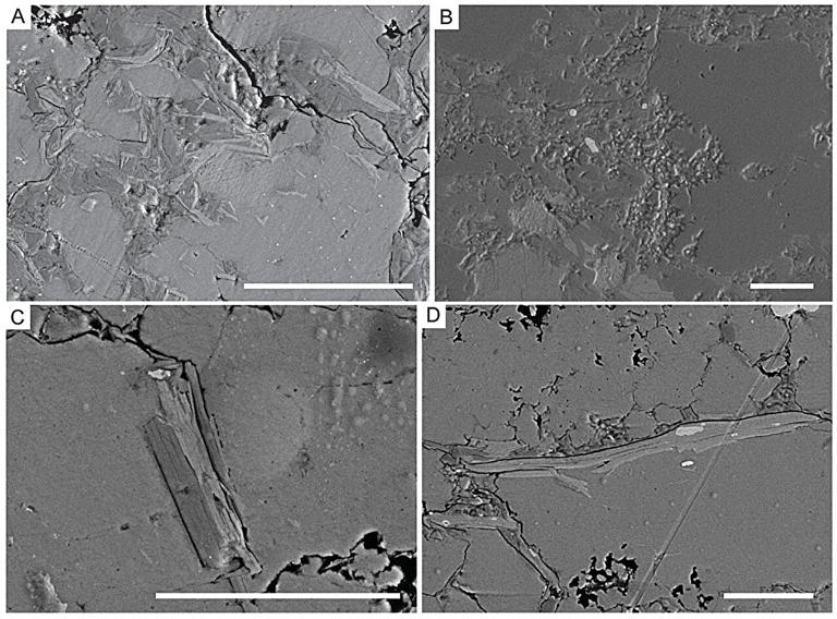 How did these strange, ancient organisms turn into such remarkable fossils?