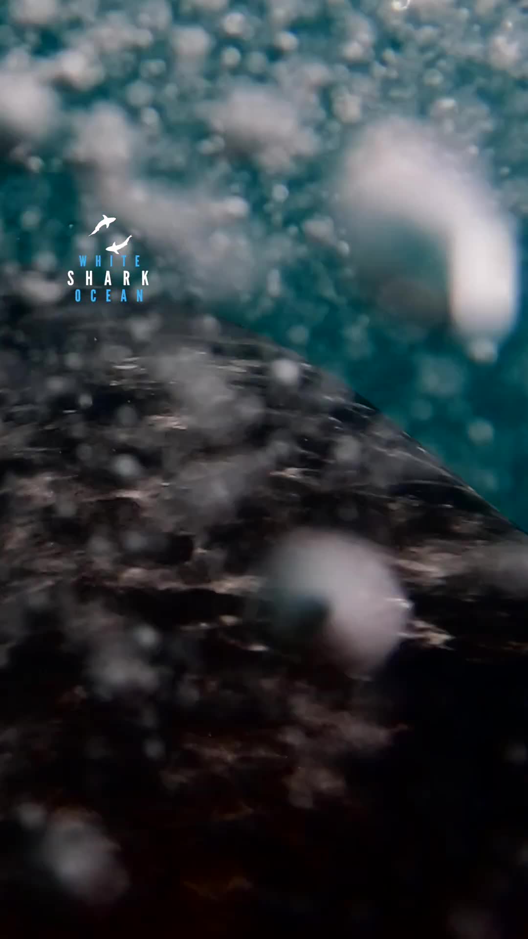 Great white shark accelerates from underneath the bait